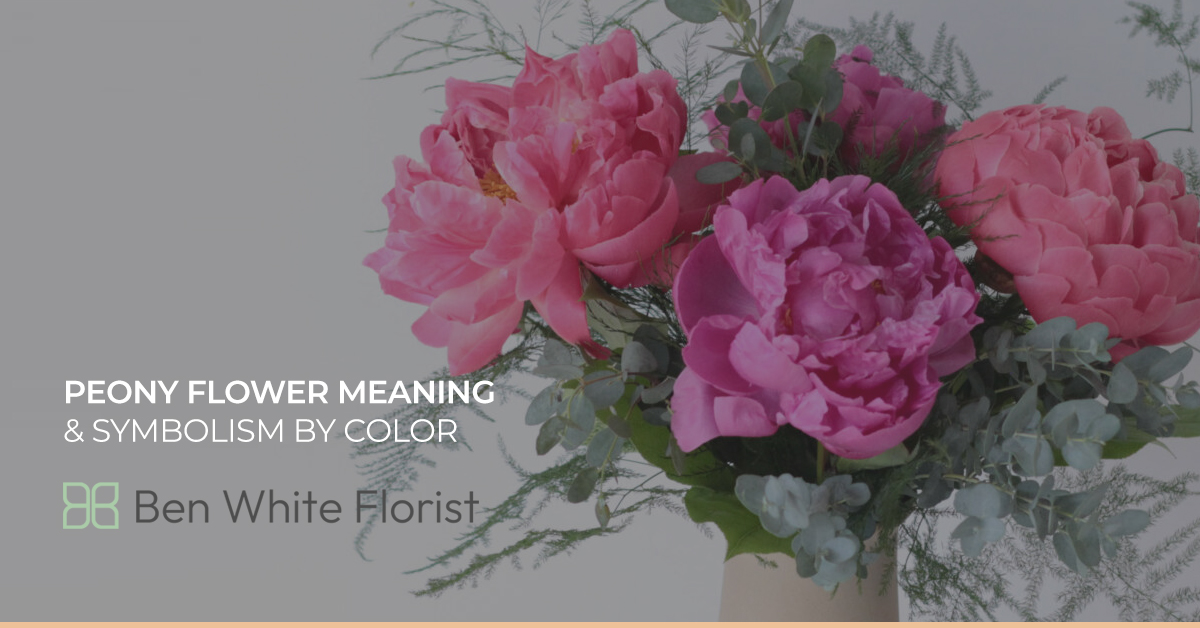 Peony Color Meaning